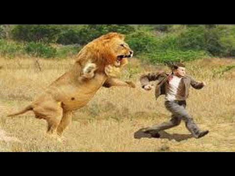 Valentine’s Miracle: Poacher Devoured by Lions | by john wilmes | THE SHOCKER | Medium