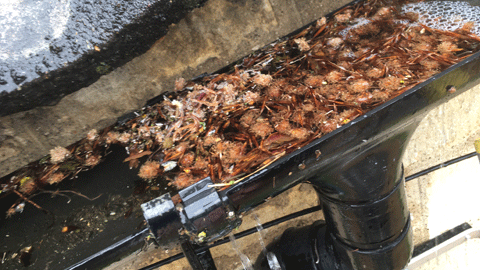 Gutter Repair Sarasota. We’ve all heard about health checks and… | by ...