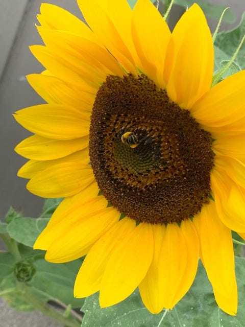 Hey Honey… - ILLUMINATION-Curated - Medium