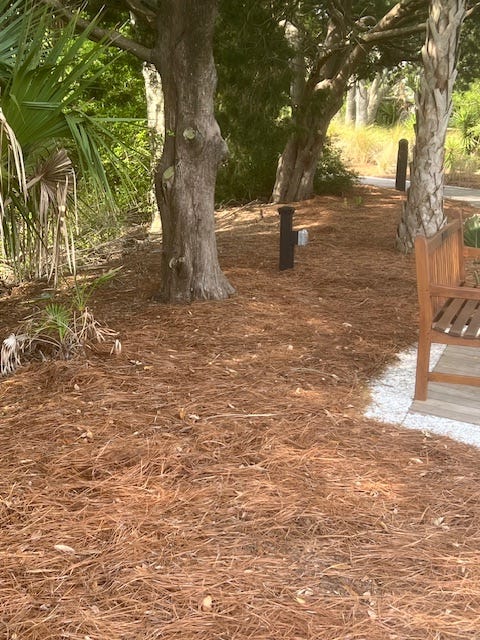 Pine Needles vs Pine Straw. The blog I began writing in 2005 was… | by ...
