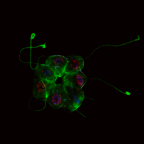 Retracing the path to animal multicellularity | by eLife | Life’s ...