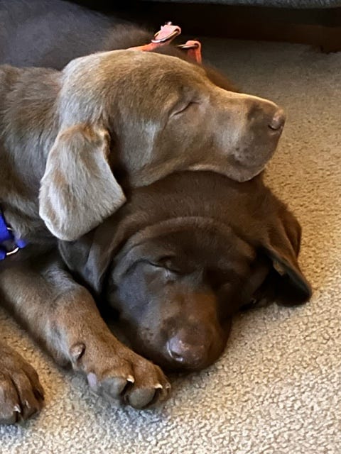 Learn Why Getting Two Puppies May Be More Than Just Double Trouble | by ...