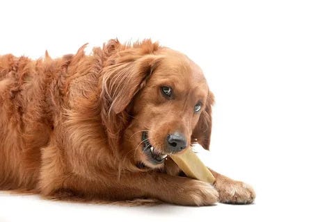 Unleashing the Chew-tastic World of Dog Chews: A Canine Delight Backed ...