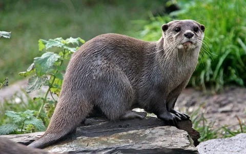 Otter Insurance. Otter Insurance: Protecting Your… | by Top Insurance ...