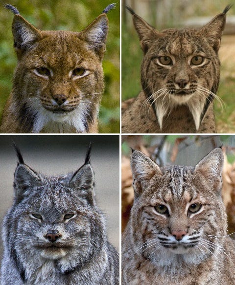 My Link to the Lynx: Fight Fiercely, Love Fiercely, Live Fiercely | by ...