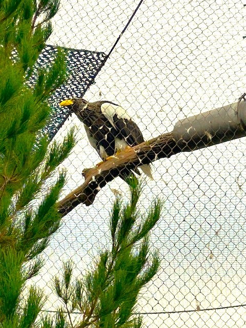 Born to Soar: Breaking Free from Life’s Cages | by Margaret (MKO) | Medium