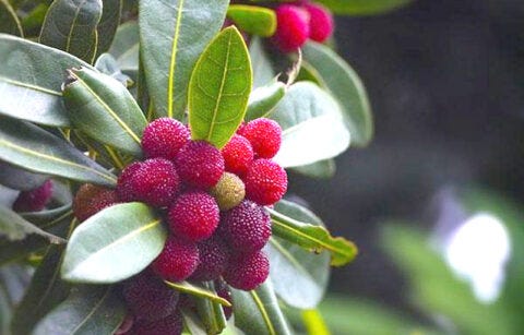 Pahadi fruit - kanishka choudhary - Medium
