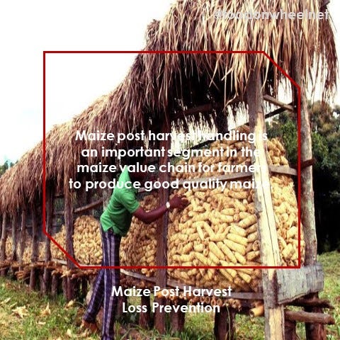 Maize post-harvest loss is a significant challenge facing farmers and ...