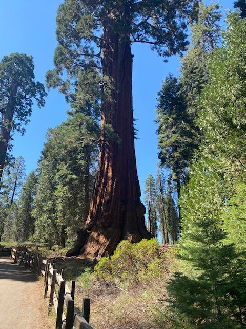 My Magical Trip to Visit the Sequoia Trees | by Justine Cordeiro | Medium
