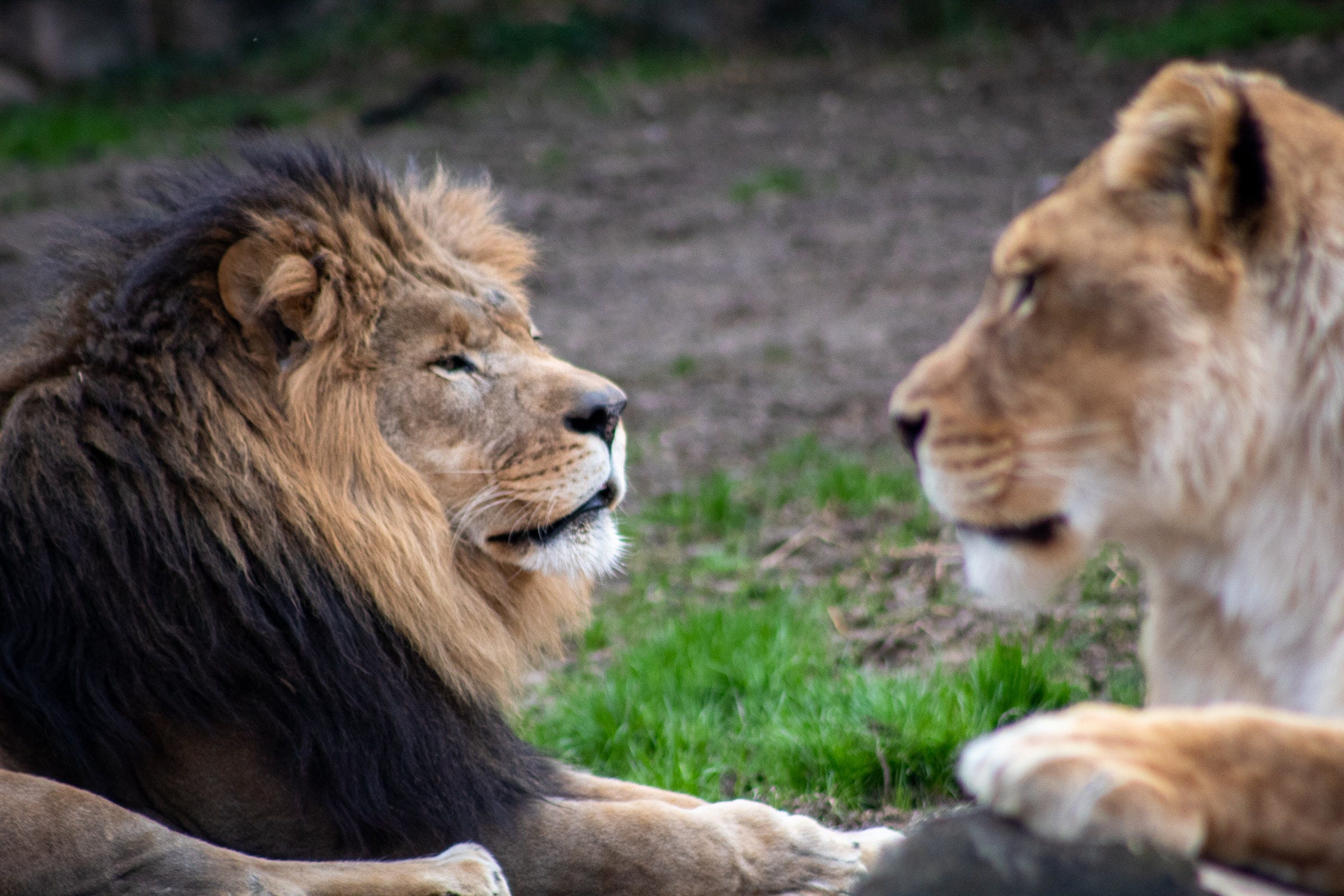 Animals Using Cell Phones