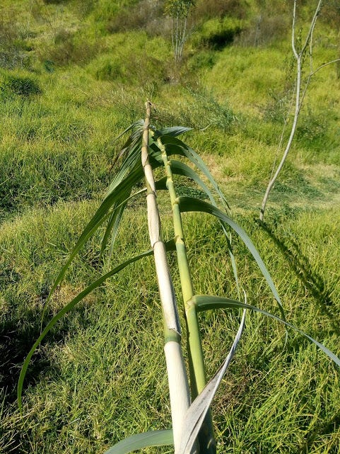 Carrizo, una opción para la construcción. | by Tere Salazar | Medium