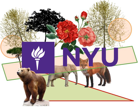 NYU Launches Center for Environmental and Animal Protection | by ...