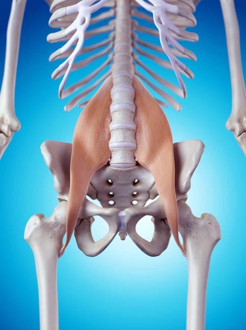 The Body’s Most Primal Muscle (You’ve Never Heard of Let Alone Trained ...
