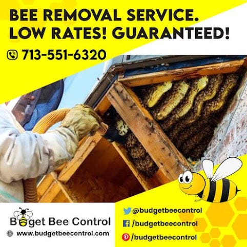 Buzzing Trouble: The Importance of Professional Bee Removal Services ...