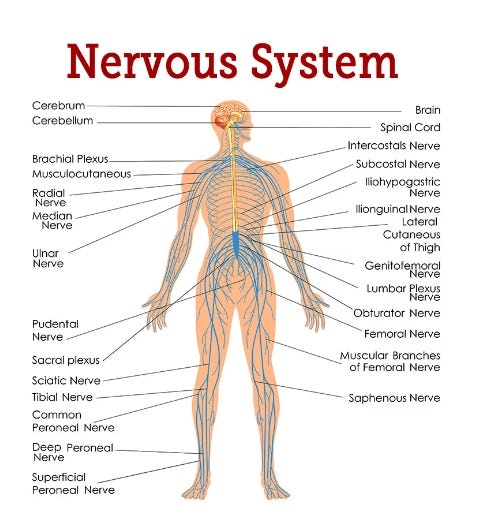 The Nervous System:. The nervous system is a complicated… | by M Riaz | Nov, 2024 | Medium