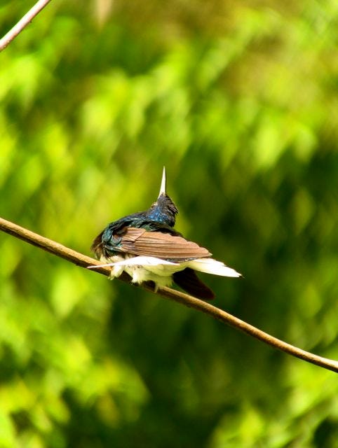 from the land of the hummingbird. the land of oil and music | by Tracy Assing | Medium