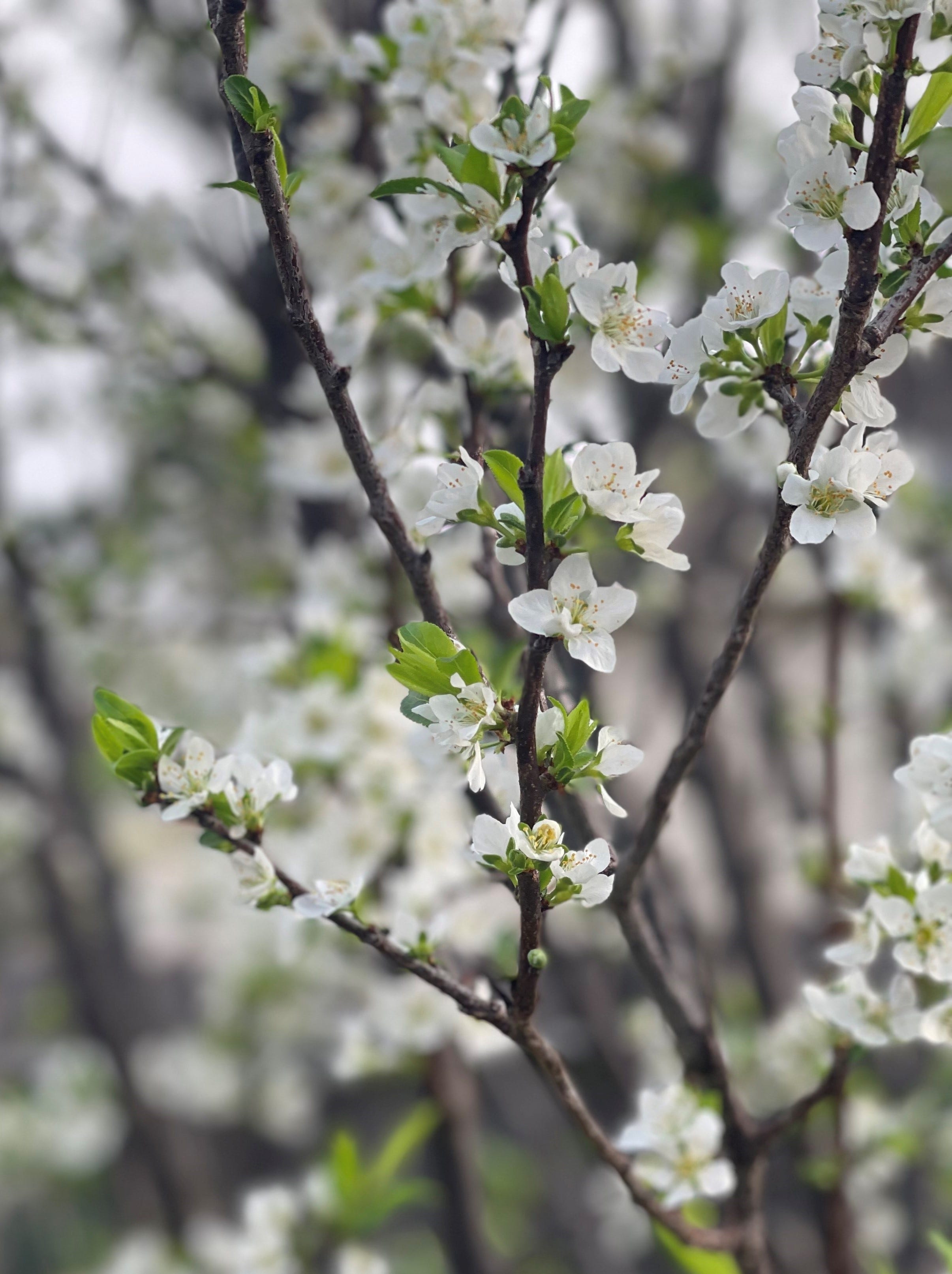 Plum Tree Flower