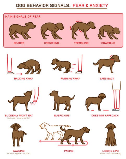 Understanding Animal Behavior: A Glimpse into the Natural World | by ...