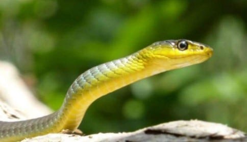 Examples of Animals That Have Scales (With Pictures in 2024) | by ...