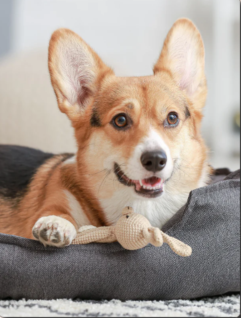 Finding the Perfect Pet Store Near Me: A Comprehensive Guide to ...
