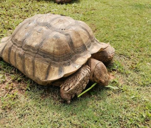 Fascinating & Fun Tortoise Facts You Never Knew | by Petsdevotee | Medium
