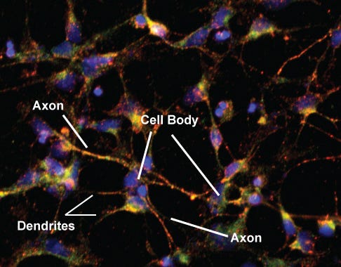 A Brief Introduction to Neuroscience — Part 2. | by Derek Simon | Medium