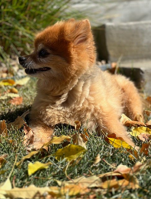 Chloe is a Morning Dog. My older dog, Chloe, is just about to… | by Kat ...
