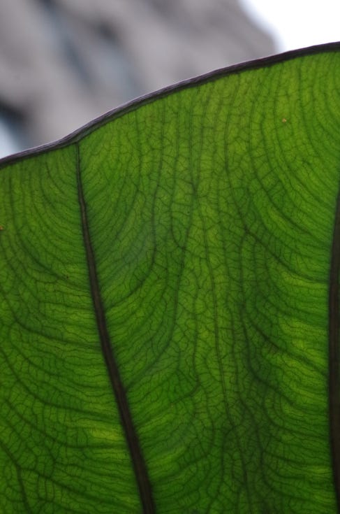 Plants and Fences. “PLANTS” (Indoor, Outdoor, Garden… | by Janice ...
