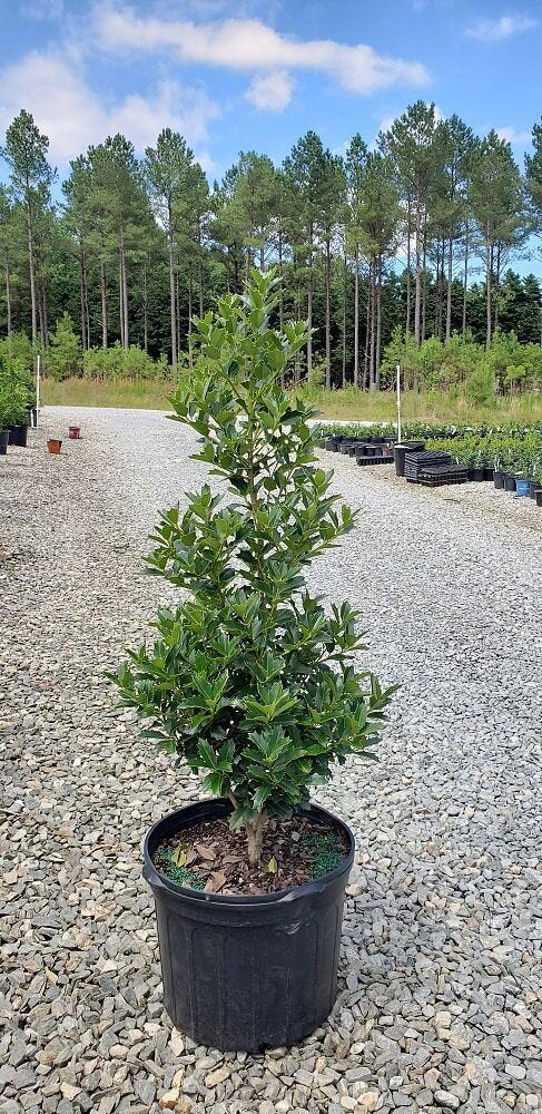 Enhance Your Outdoor Spaces with The Plant Firm’s Stunning Outdoor ...