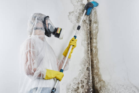 Certified Mold Removal Restoration - Certified Mold Removal Restoration ...