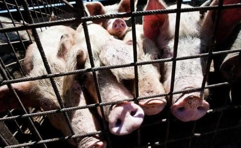 Human Health, Animal Rights, and the Planet Under Threat: The Cruel ...