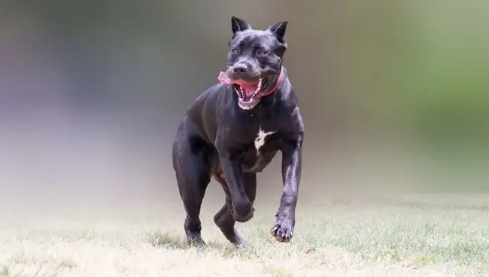 Canis Panther: Dog Breed, Personality, Video, Care Full Info | by Rodyw ...