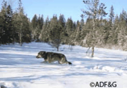 World Record Wolf 7 Top Biggest Wolf Ever Recorded Giant Wolves