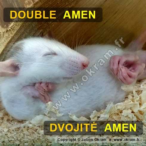 Can Rats Become More Saint Than Humans? - Julion Okram - Medium