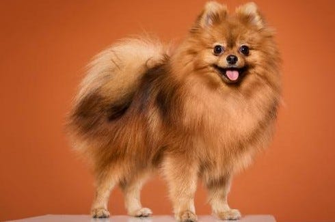 Signs to Understand Your Pomeranian Loves You - Exclusivepomsus - Medium