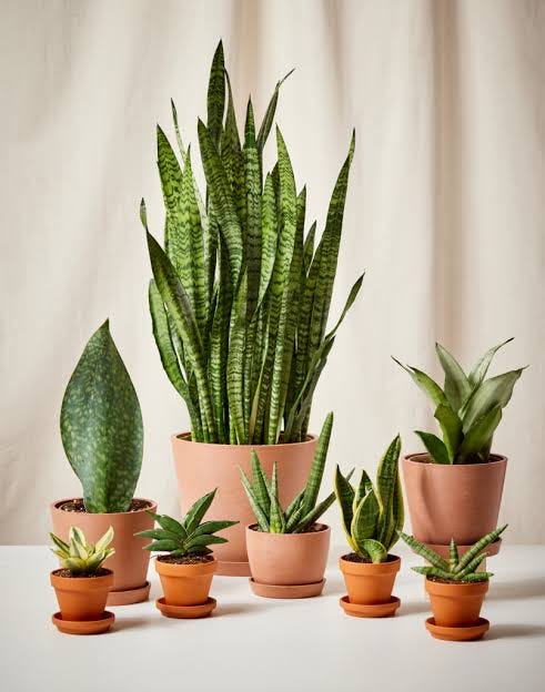 5 LOW-MAINTENANCE INDOOR PLANTS FOR A GREENER HOME | by Barik | Ink ...
