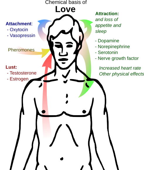 The biological basis of attraction and love | by Chris Vaccaro | Medium