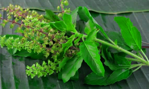 Parpata Herb Ayurvedic Herb. Author Name:Dr. Nitesh Khonde | by ...