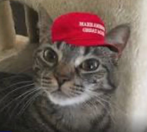 My Cat is a Republican!. I rescued a 6 week old black kitten… | by The ...