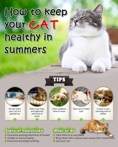 SlimKitty 5 Tips To Keep Your Cat Healthy This Summer | SlimKitty | by ...