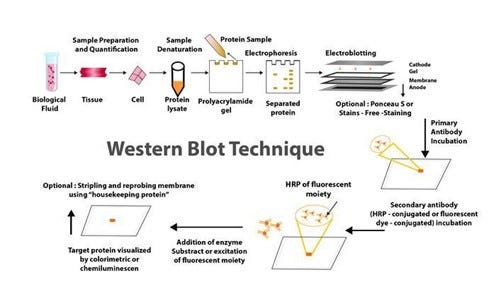 METHODS FOR PURIFYING AND ANALYSING PROTEINS VIA WESTERN BLOTTING | by ...