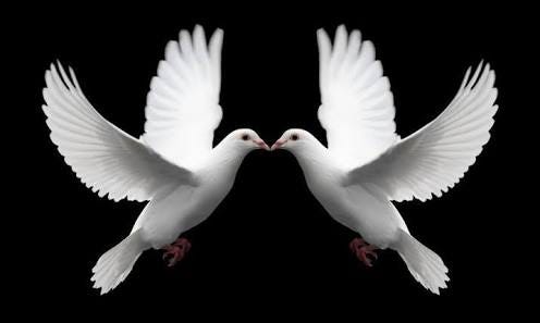 White dove , One love. White dove for our one love | by Shngx | Medium
