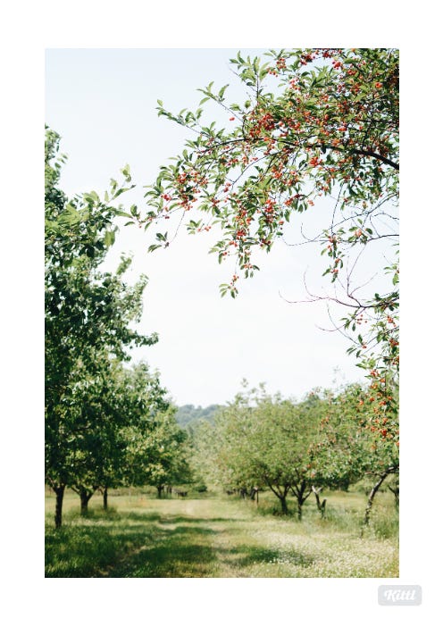 Tom Lake A Novel By: Ann Patchett | by Timothy Williams | Medium