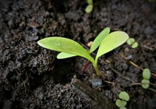 We Planted Two Seedlings on Medium - Rebel Science - Medium