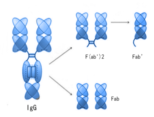 Fab Introduction. Antigen binding fragment (Fab) is a… | by KMD ...