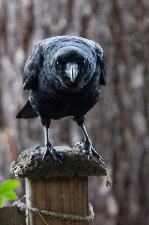 Silent Birdsongs. Fire and Water | by Greta Cleaver | Medium