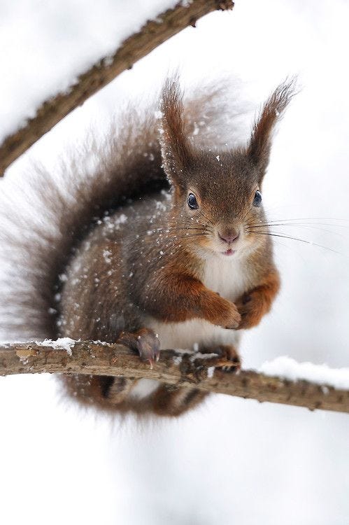 coffee, squirrel and snow (haiku) | by Rhonda Marrone | Haiku Hub | Medium