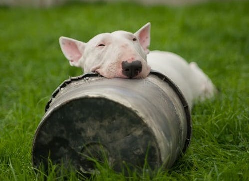 The White Devil. A great dog I was privileged to know | by Barbara Mac ...