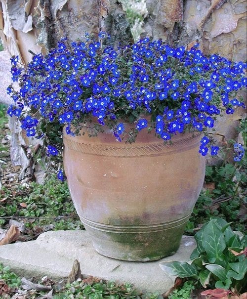 The Enigmatic Allure of the Blue Flower: Symbolism, History, and ...