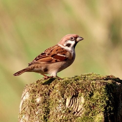 What Does it Mean When a Sparrow Visits You | by Oliviamathwes | Medium